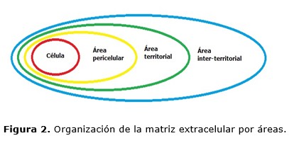 Cartílago y gonartrosis | Alvarez-López | Archivo Médico Camagüey