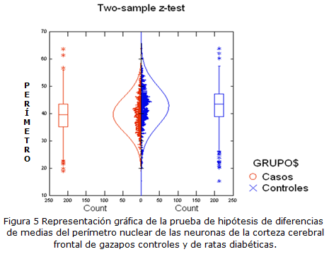 Diagrama De Disección De Cerebro De Rata